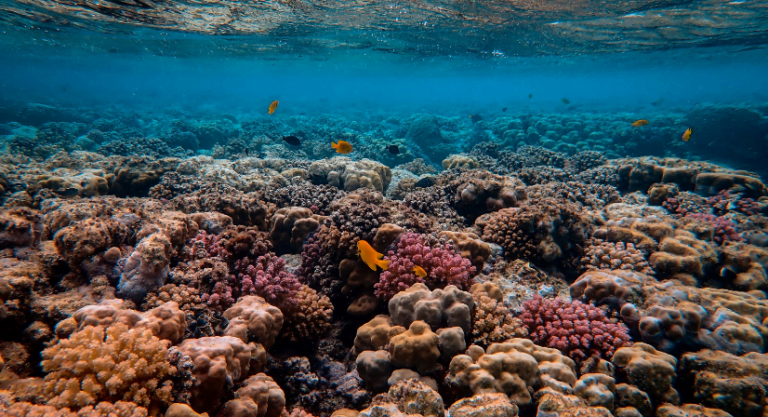 Coral Reef Restoration | Crucial Role of Reef Balls for Revival